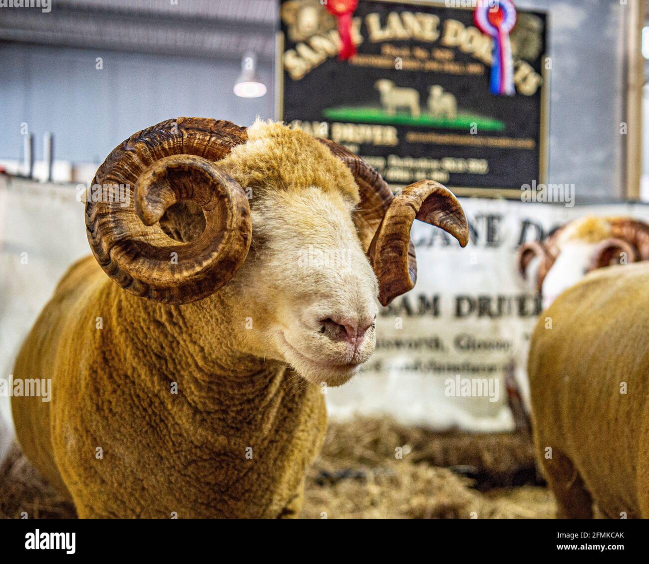Dorset Horn Ram Champion Stock Photo - Alamy