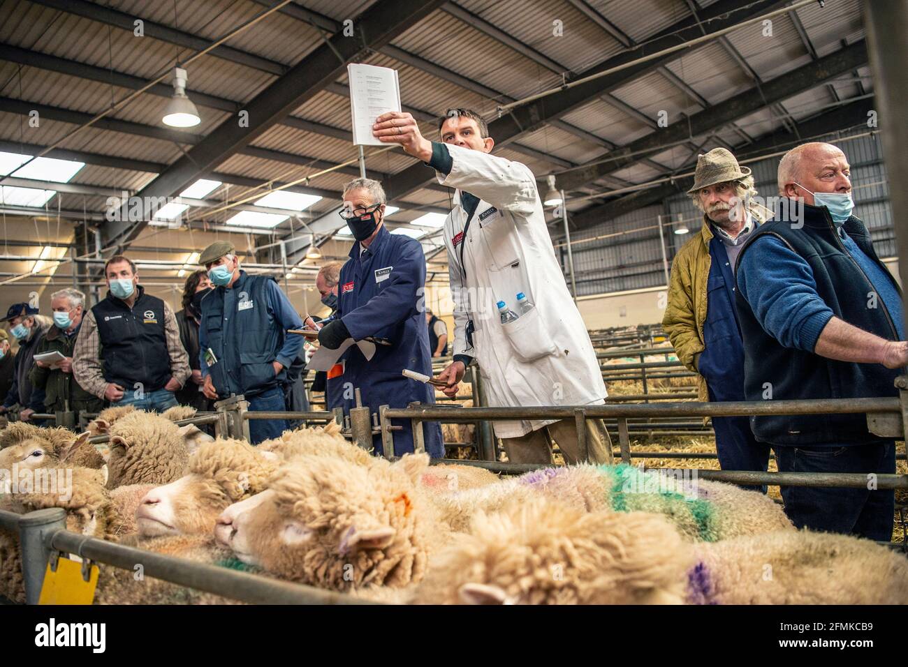 auctioning of sheep at Matford livestock market, Exeter, UK Stock Photo ...