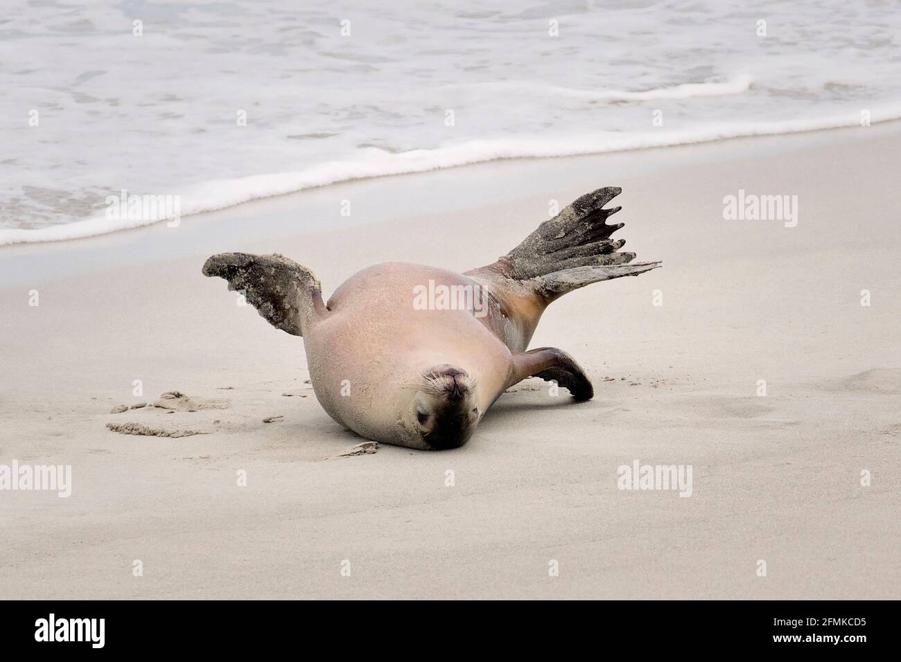 Seal on its back Stock Photo - Alamy