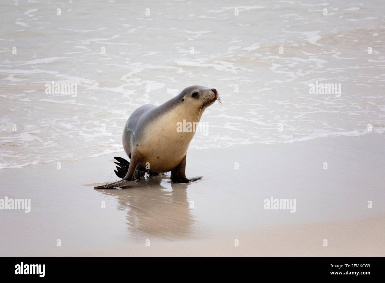 Seal Waddling On Its Flippers Stock Photo Alamy