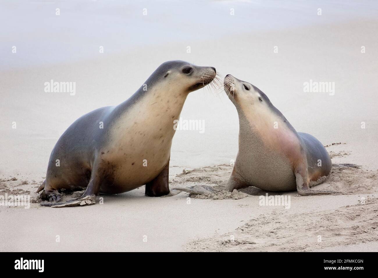 Two seals getting close, Seal Bay Stock Photo - Alamy