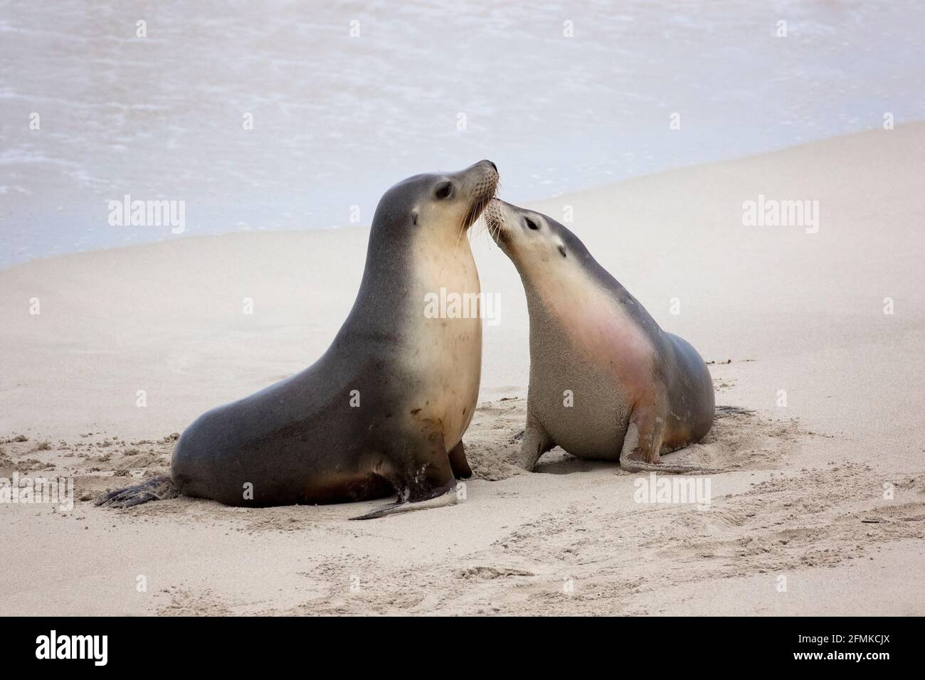 Two beautiful seals at Seal Bay, KI Stock Photo - Alamy