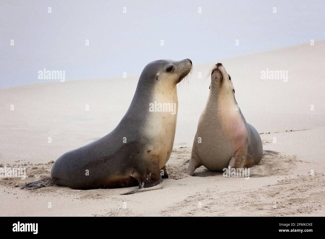 Two seals hi-res stock photography and images - Alamy