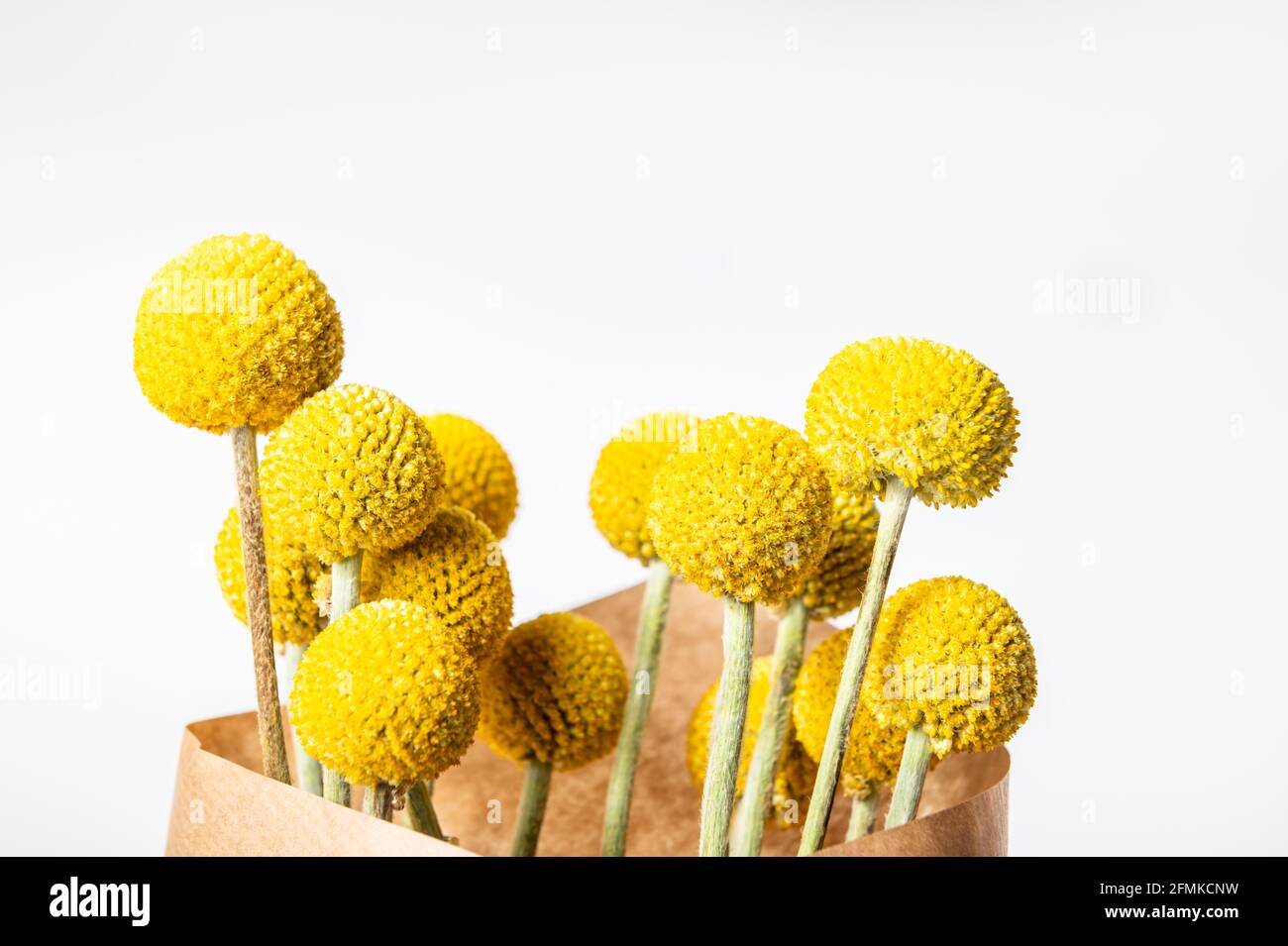 Craspedia globosa dry flowers Stock Photo - Alamy