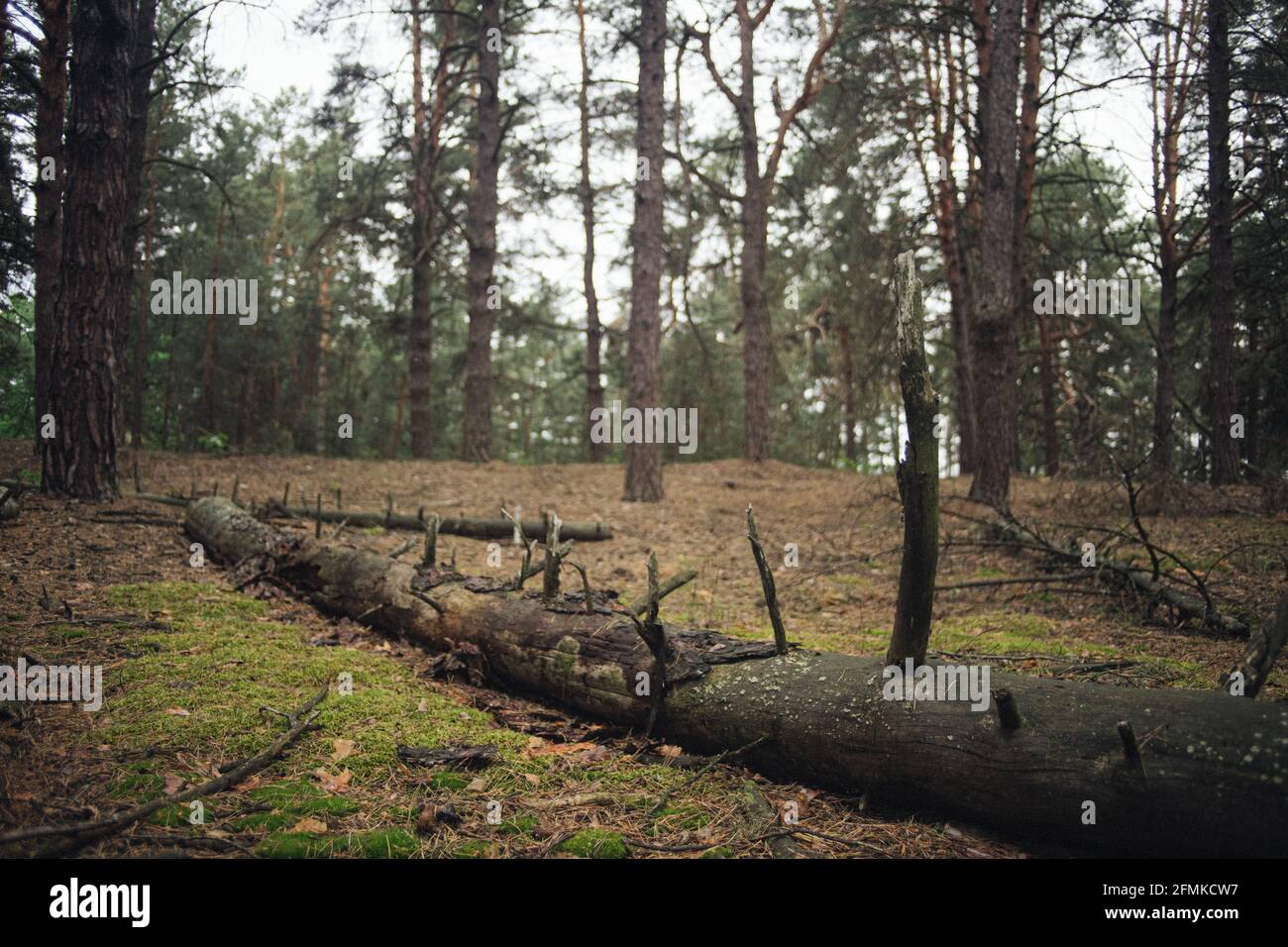 A fallen tree in a forest. Fallen tree. Old tree fallen down. Tree fell ...