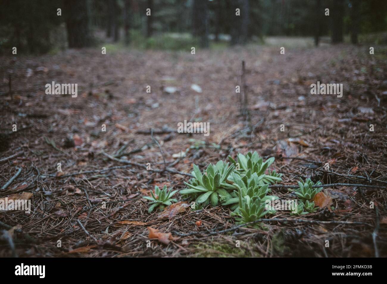 Little tree starts its life in old forest Stock Photo - Alamy