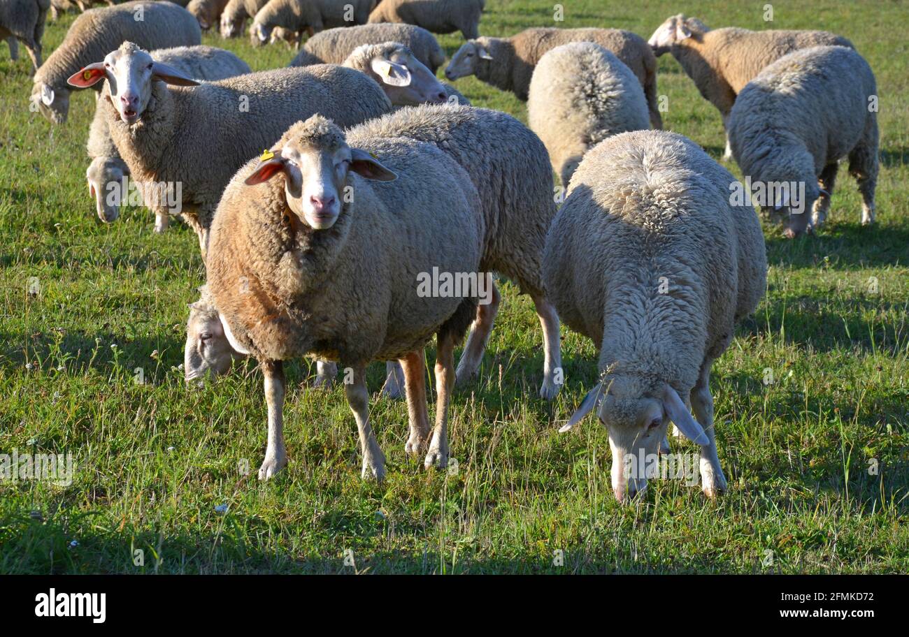 flock of sheep Stock Photo - Alamy