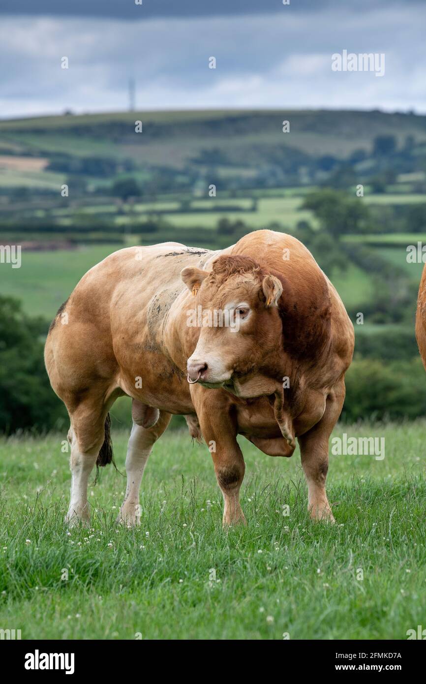 Pedigree Limousin beef bull out in fields with his herd of cows ...