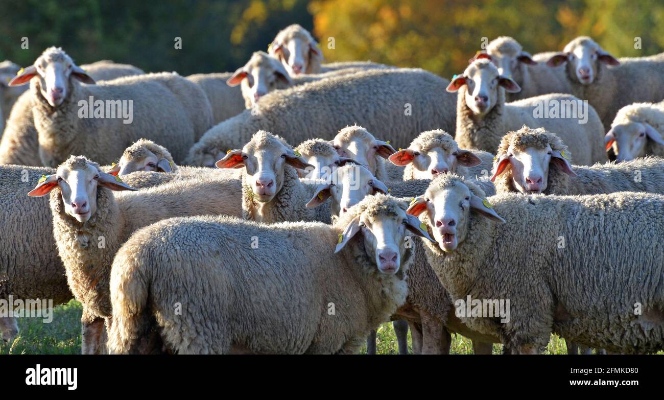 flock of sheep Stock Photo - Alamy