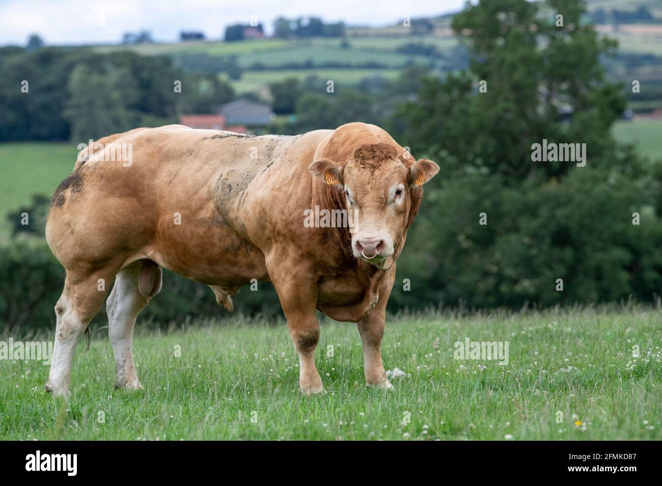 Double muscle cow hi-res stock photography and images - Alamy