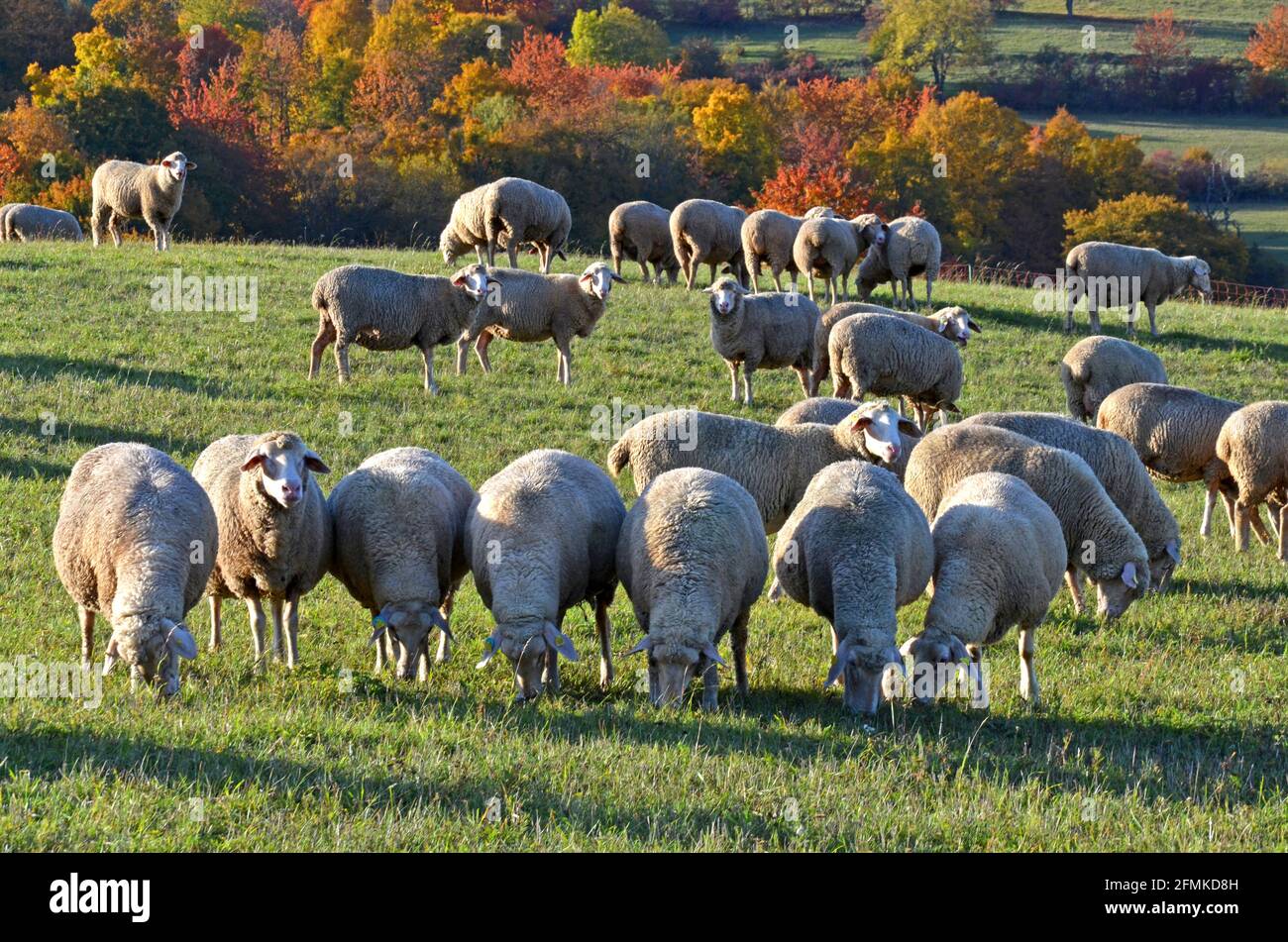 flock of sheep Stock Photo - Alamy