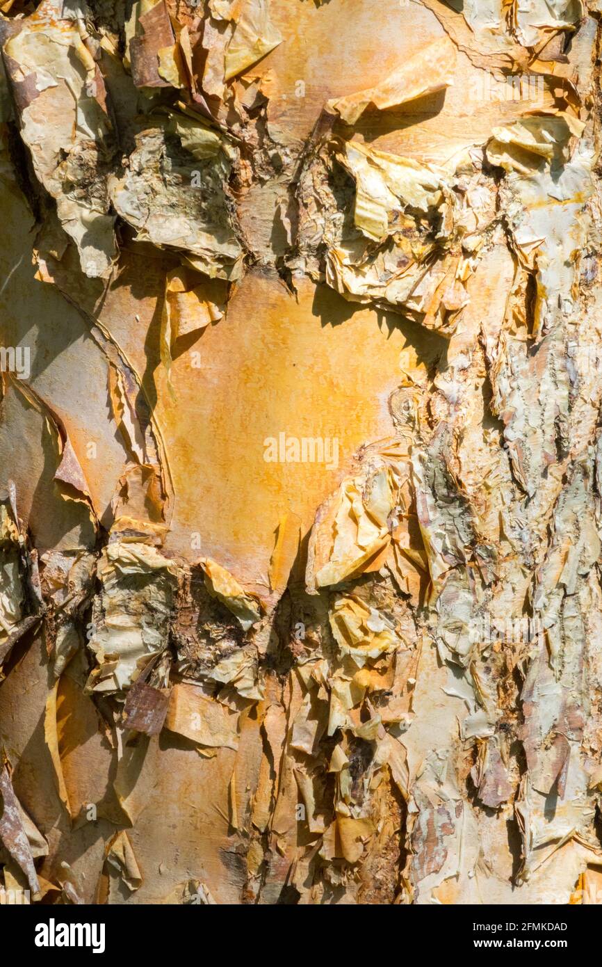 Birch Bark Hi Res Stock Photography And Images Alamy