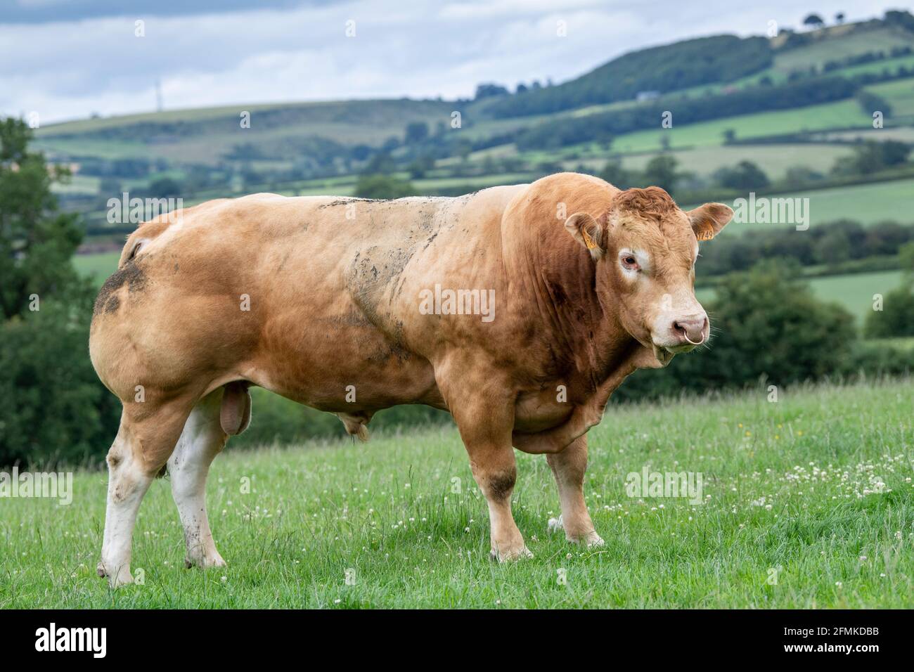Pedigree Limousin beef bull out in fields with his herd of cows ...