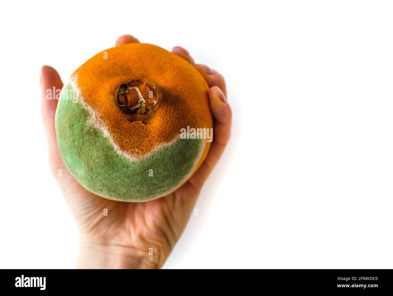 Fungal decay hi-res stock photography and images - Alamy