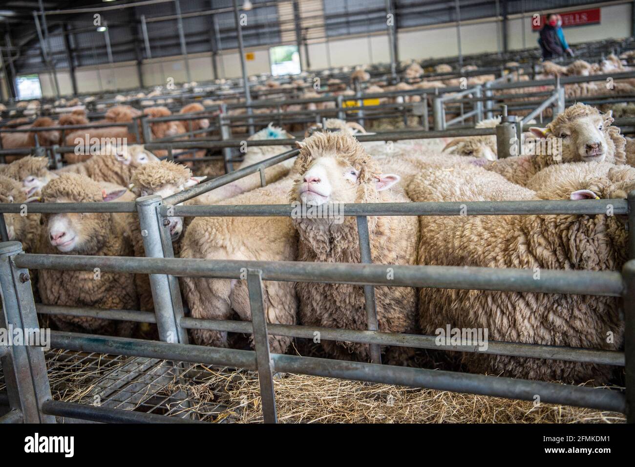 Livestock auction hi-res stock photography and images - Alamy