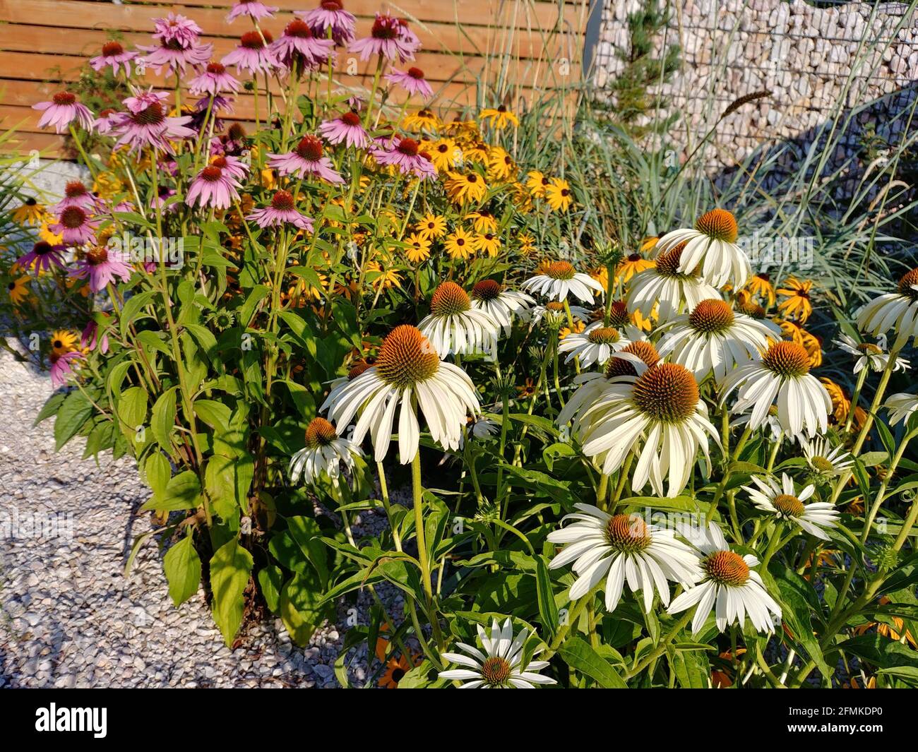 Coneflower echinacea variety hi-res stock photography and images - Alamy
