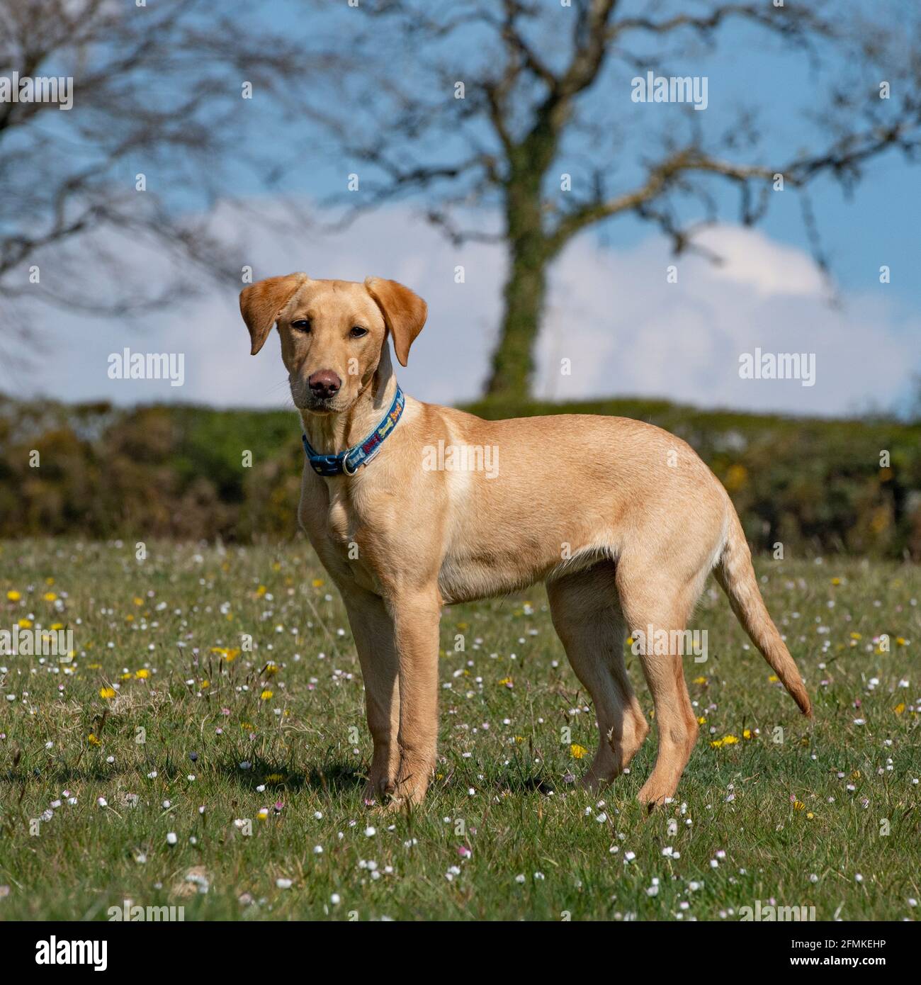 yellow Labrador retriever puppy Stock Photo - Alamy