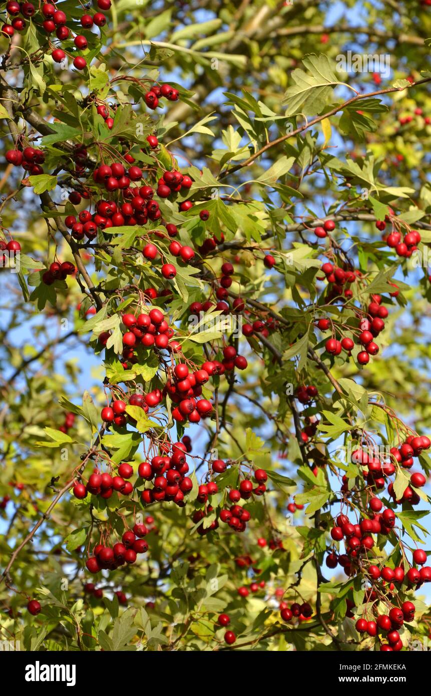 Hawthorn blood hi-res stock photography and images - Alamy