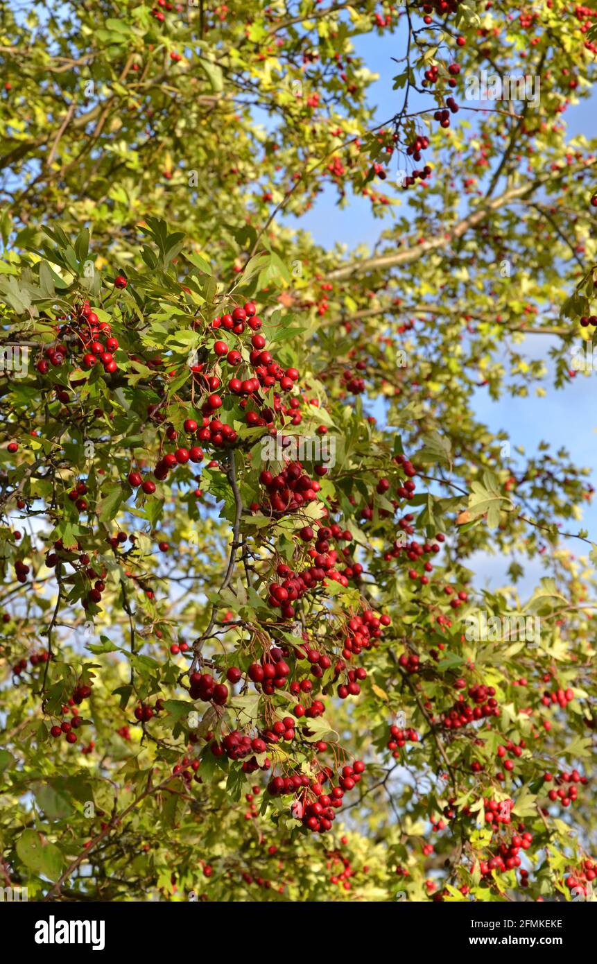 Hawthorn jelly hi-res stock photography and images - Alamy