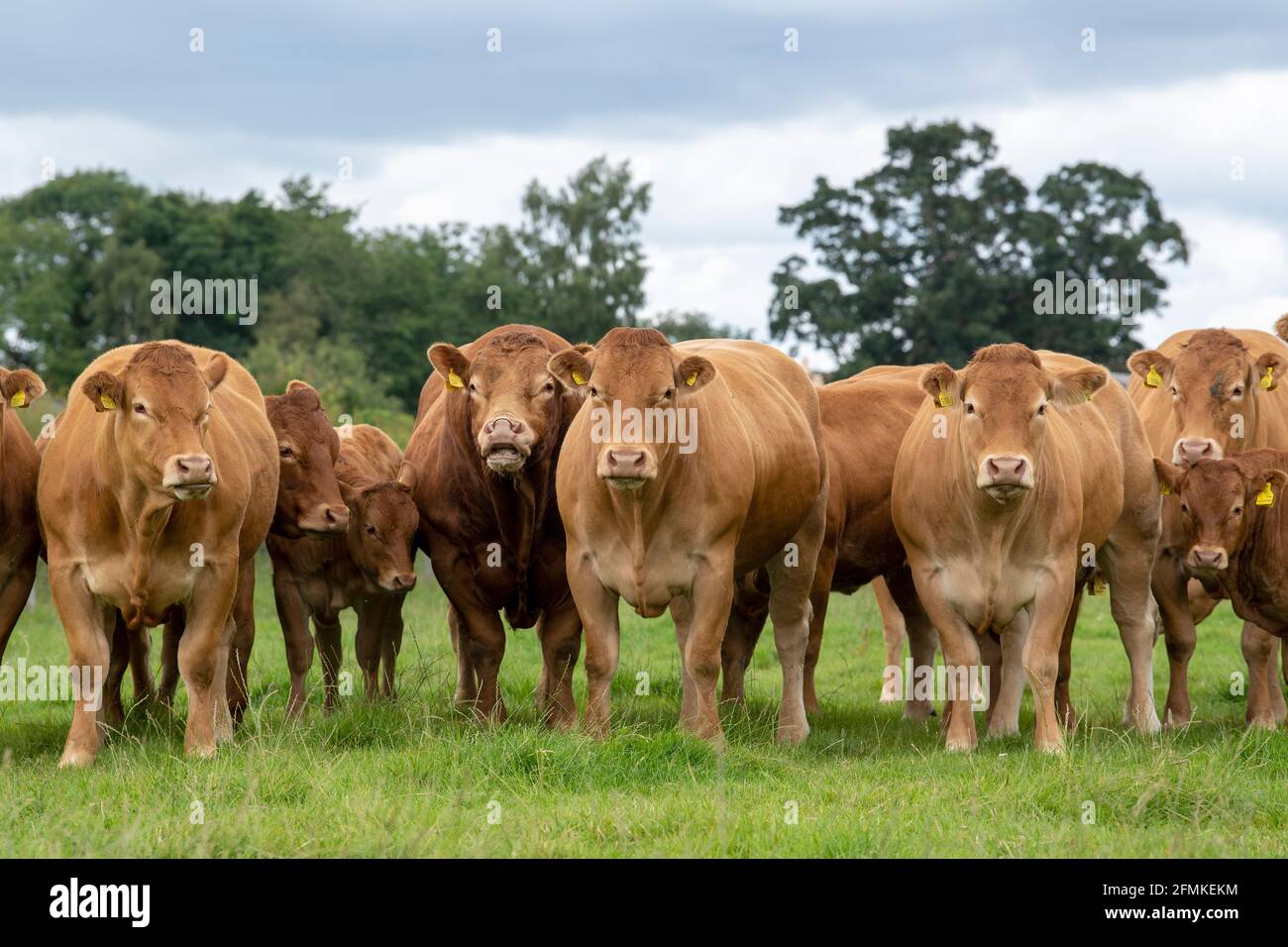 herd of Limousin beef cattle in pasture land on the Yorkshire Wolds, UK ...
