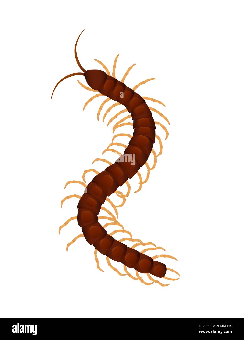 Top view illustration on centipede cartoon insect design vector ...