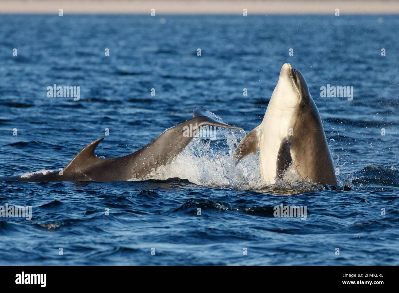 Catherine feels so lucky to photograph these animals regularly ...