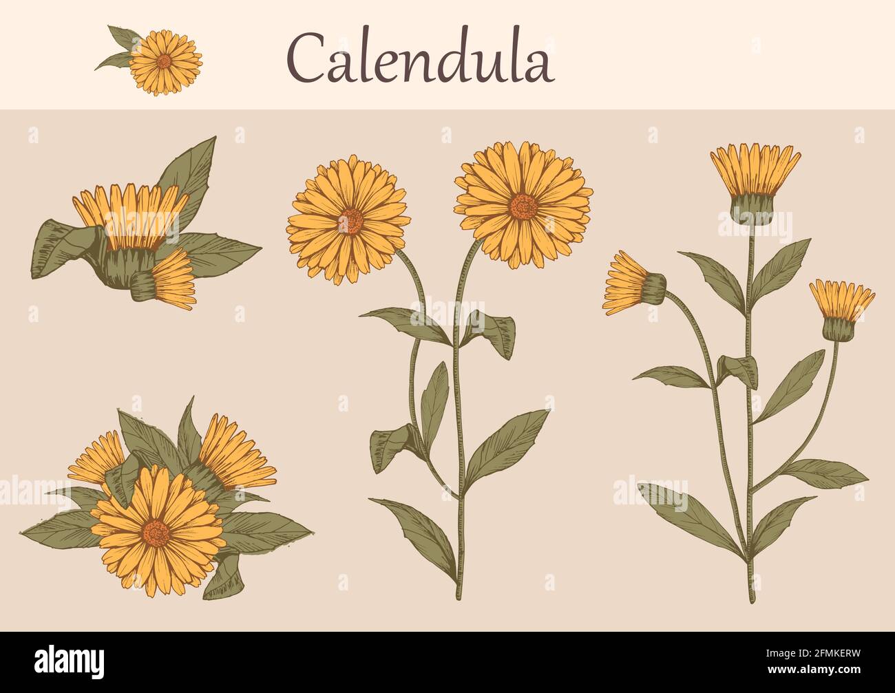 Calendula Botanical Drawing