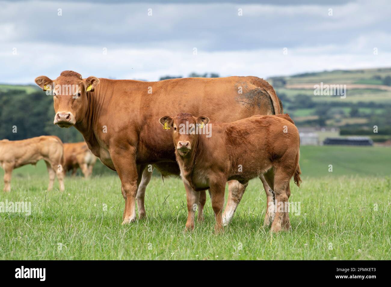 herd of Limousin beef cattle in pasture land on the Yorkshire Wolds, UK ...