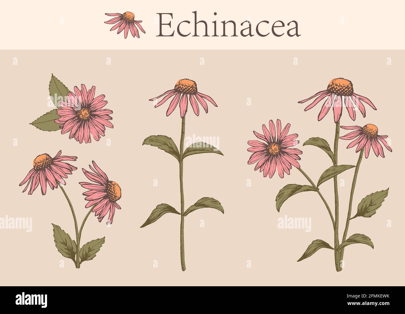 Echinacea Plant Drawing