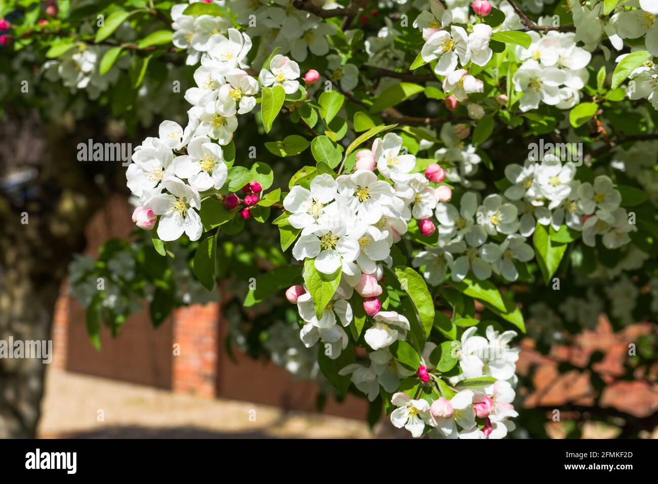 A close up of the white blossom of a crab apple tree (Malus sylvestris ...