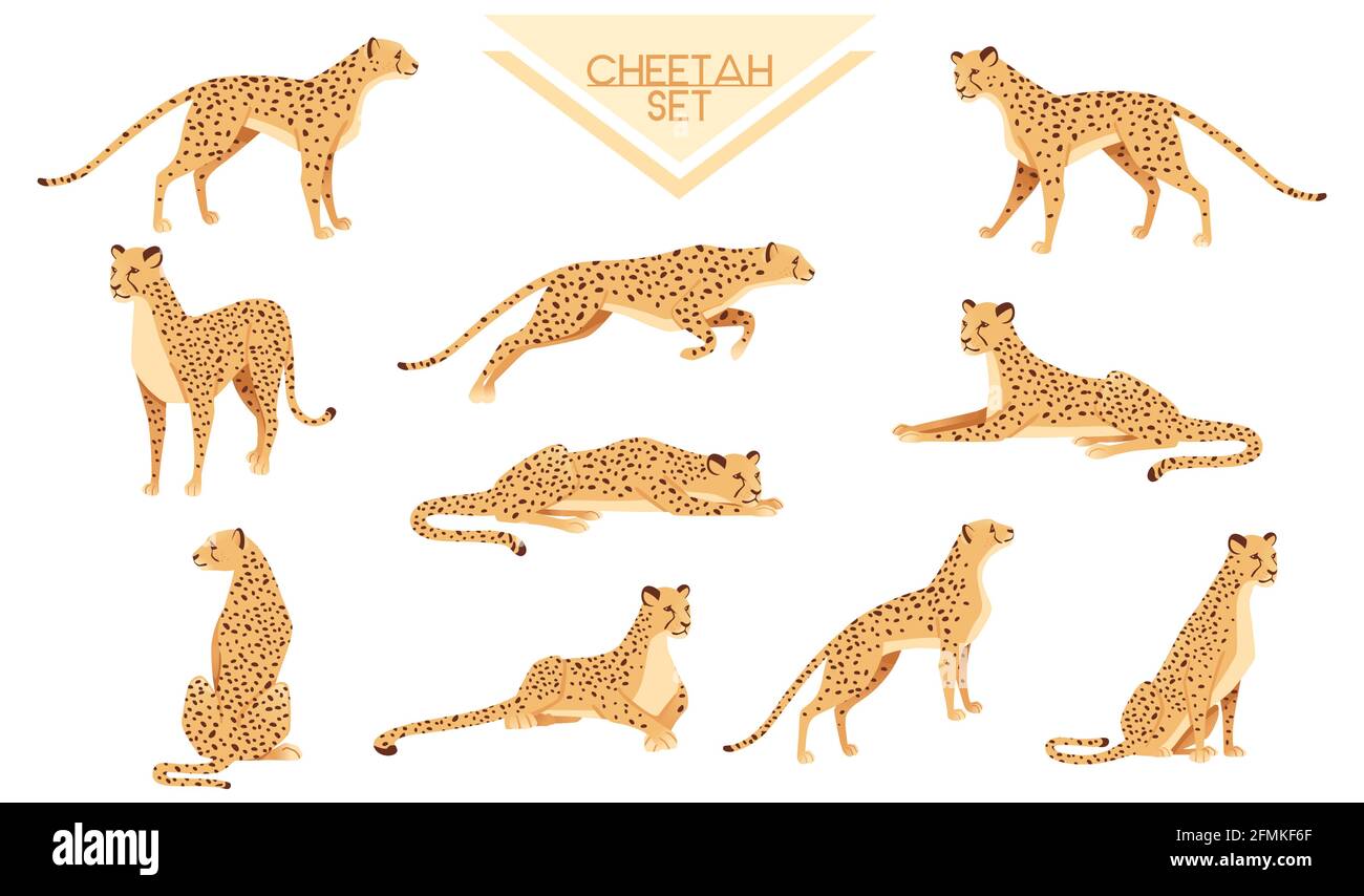 Types Of Cheetahs