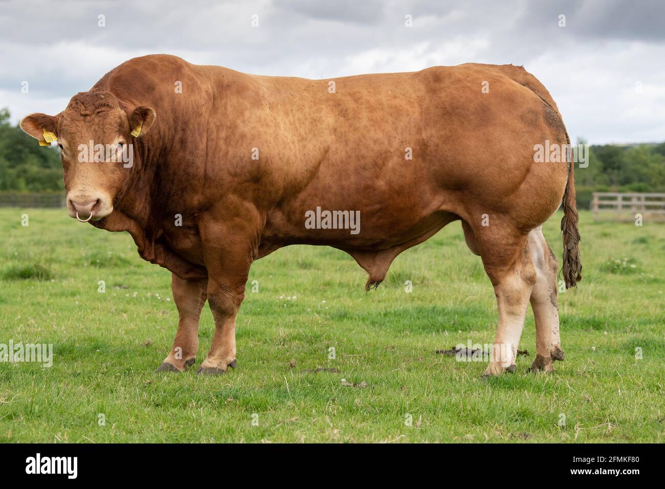 Bull in north yorkshire field hi-res stock photography and images - Alamy