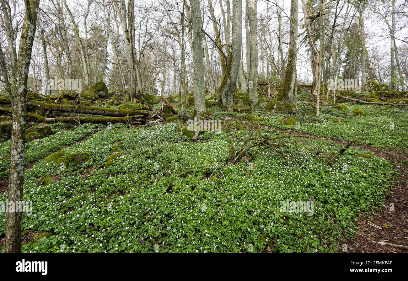 Temperate deciduous forest hi-res stock photography and images - Alamy