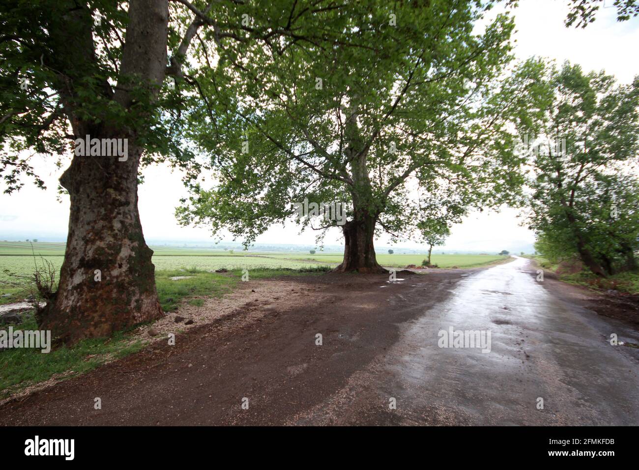 Rural landscape with trees and road. Nature background Stock Photo - Alamy