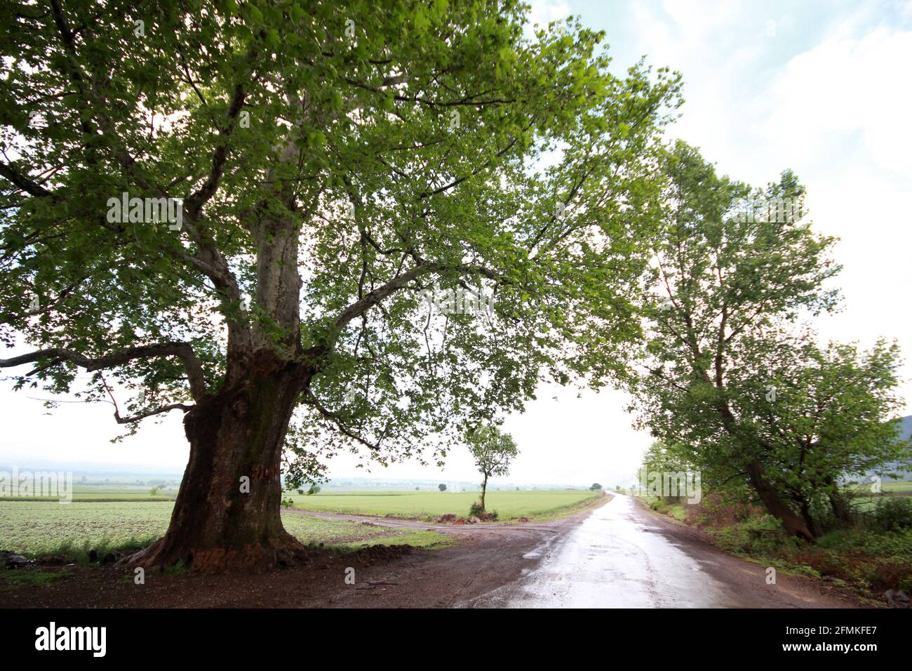 Rural landscape with trees and road. Nature background Stock Photo - Alamy