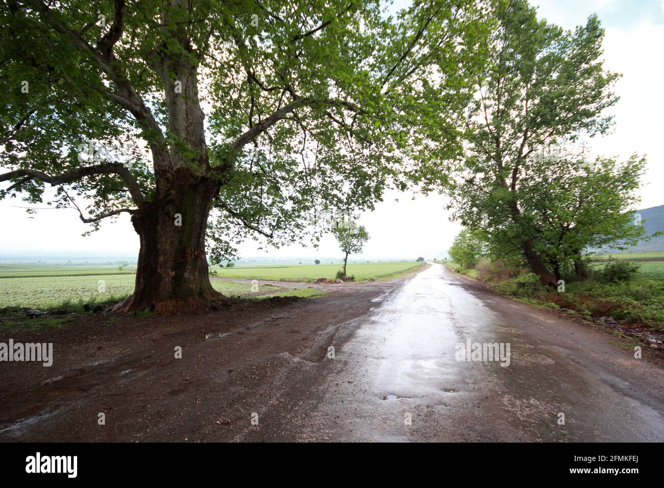 Rural landscape with trees and road. Nature background Stock Photo - Alamy