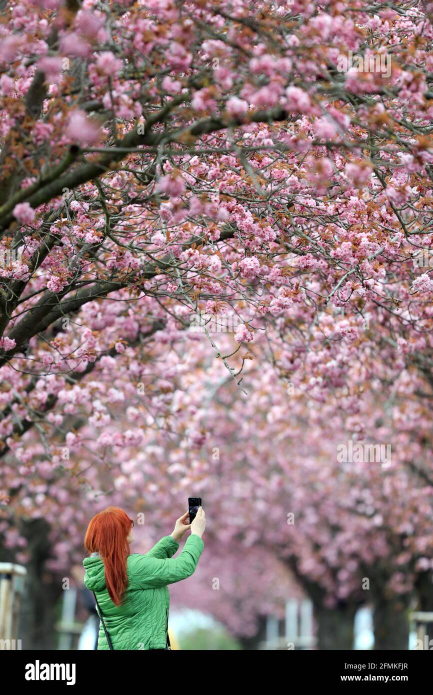 Magdeburg, Germany. 02nd May, 2021. A woman takes a photo of blooming ...