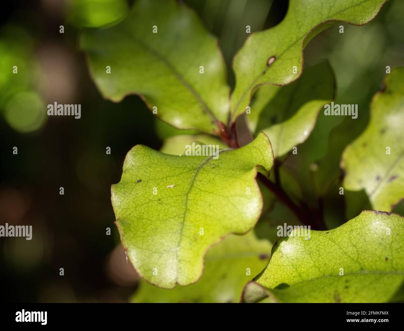Red Matipo (Myrsine australis) shrub Stock Photo - Alamy