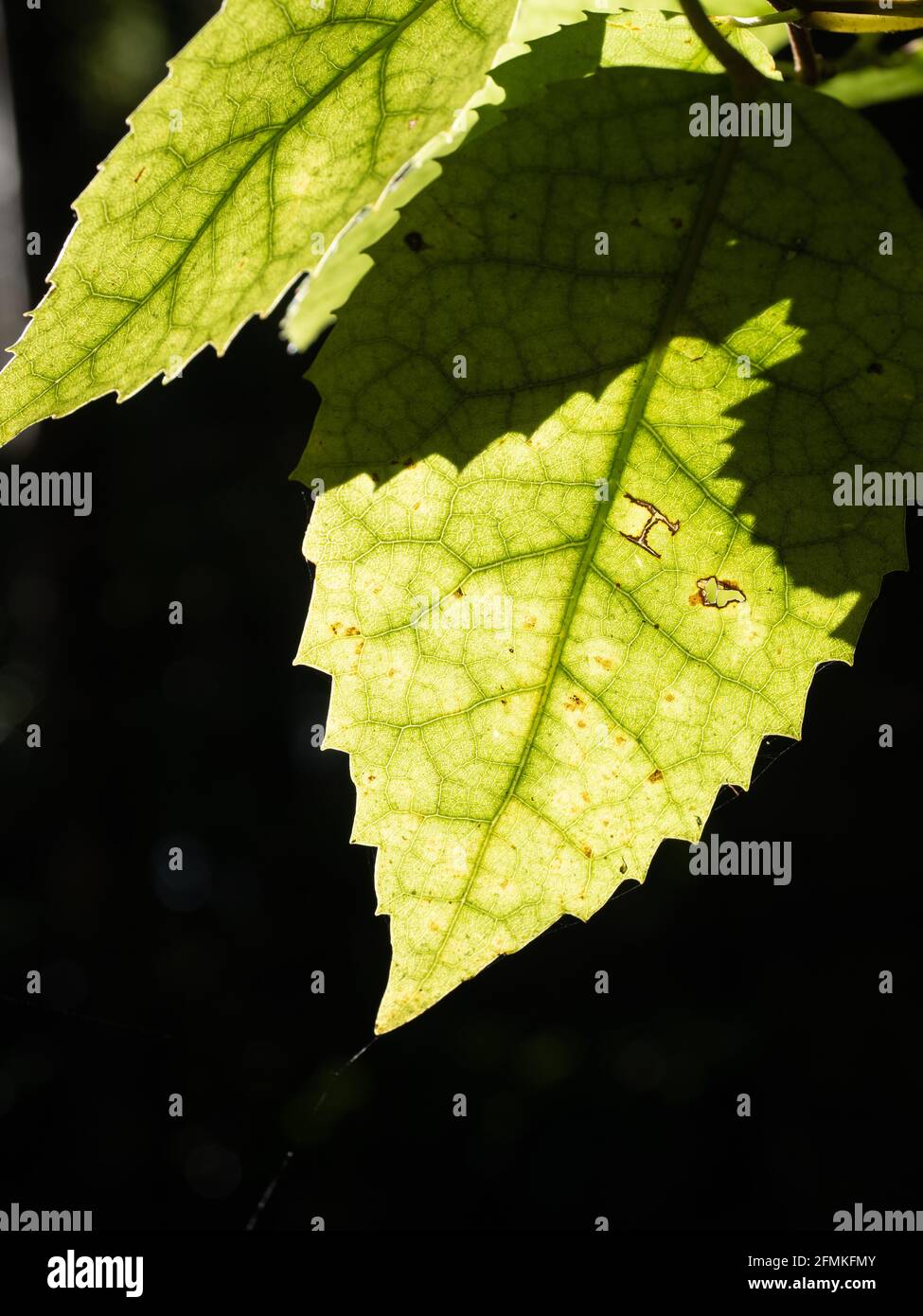 Hoheria hi-res stock photography and images - Alamy
