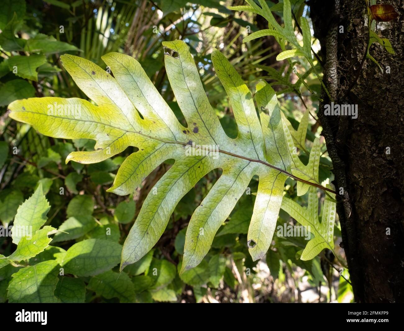 Hound's tongue fern (Microsorum pustulatum Stock Photo - Alamy