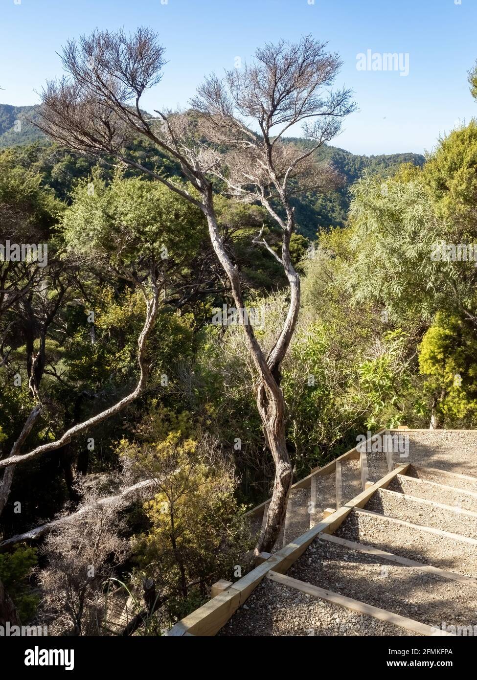 Omanawanui Track at Waitakere Ranges Stock Photo - Alamy