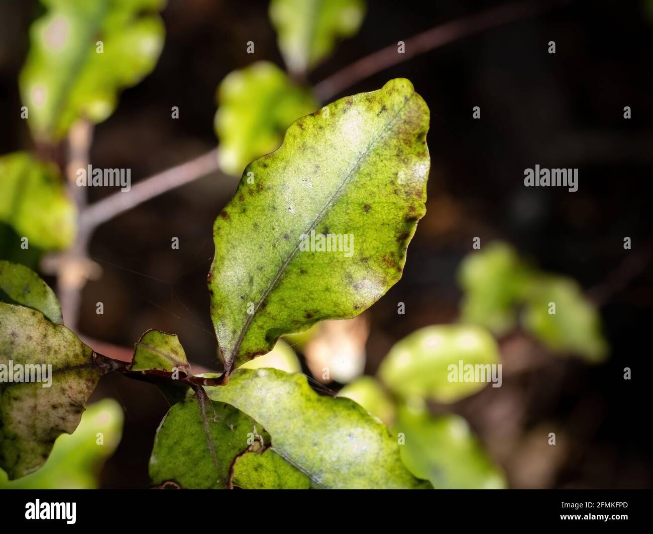 Red Matipo (Myrsine australis) shrub Stock Photo - Alamy
