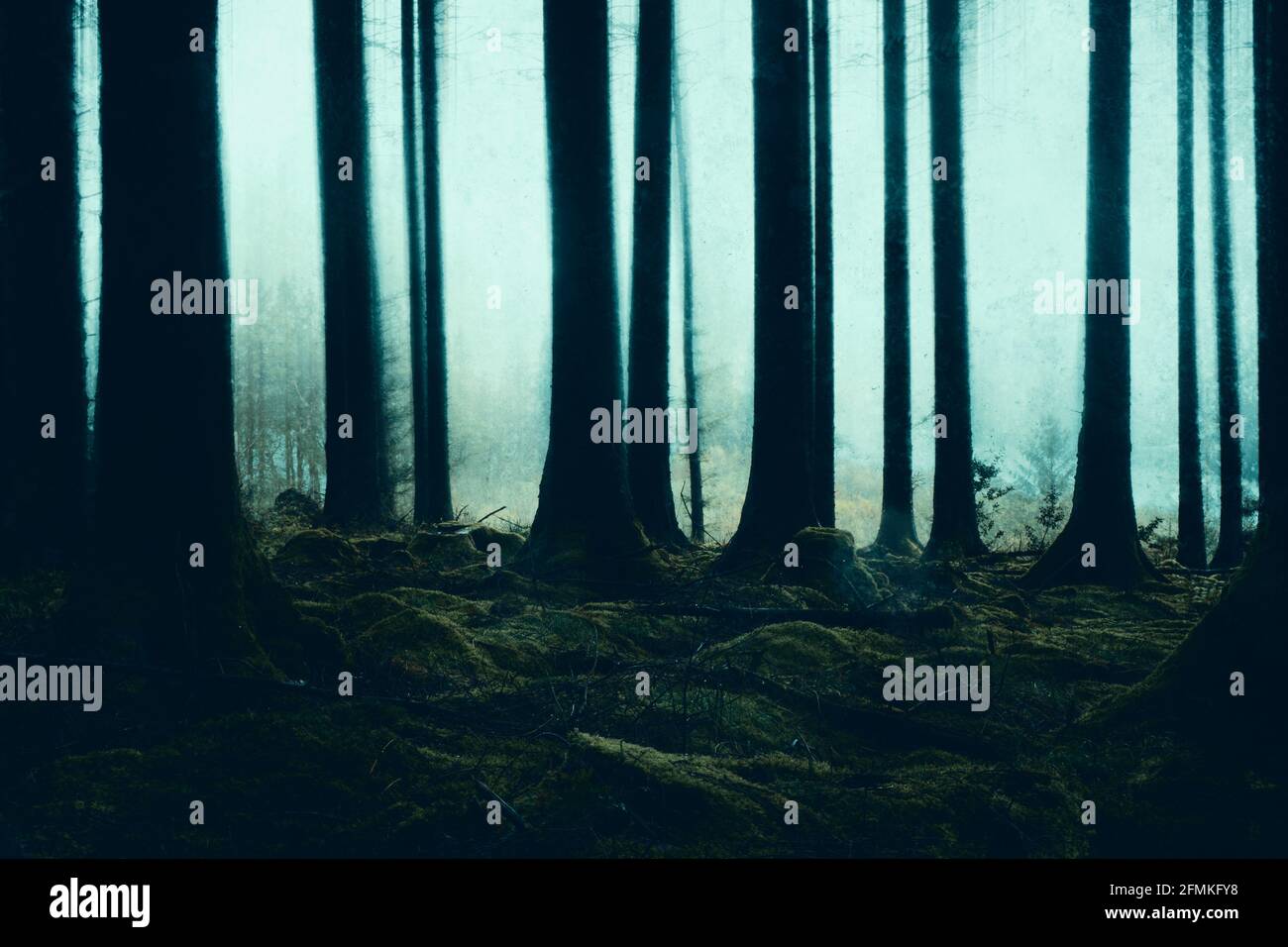 A dark, moody forest silhouetted against the sky. With a grunge ...