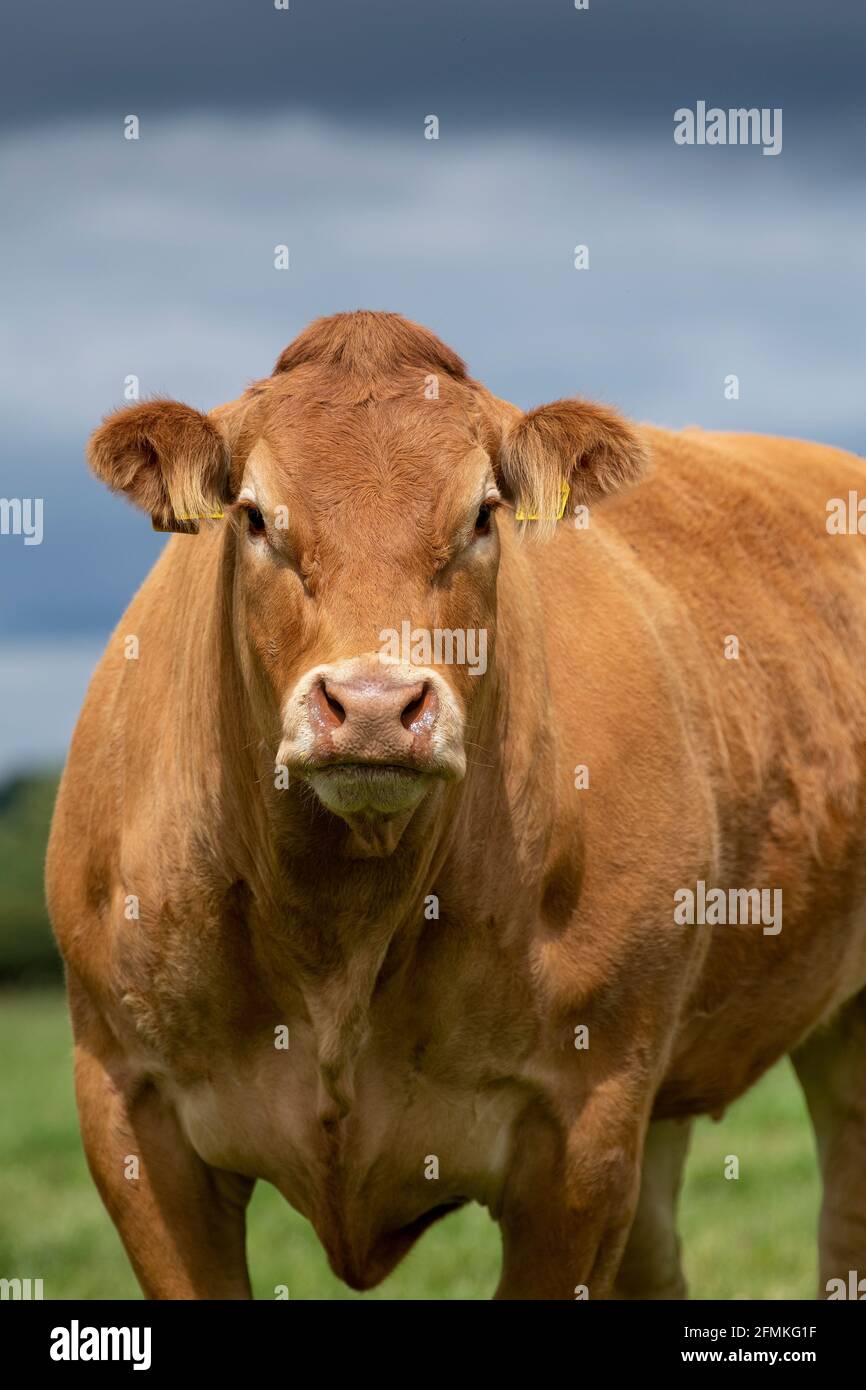 Pedigree Limousin beef cattle in pasture, Yorkshire, UK Stock Photo - Alamy