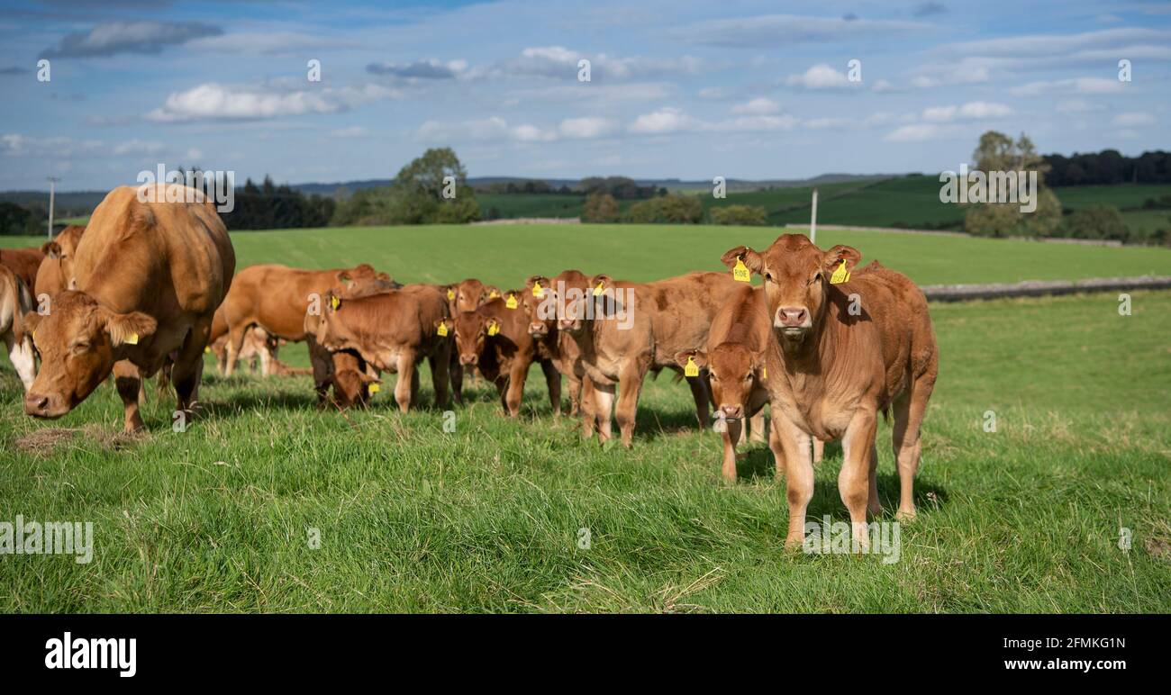 Pedigree Limousin cows and calves in an upland pasture in Lancashire ...