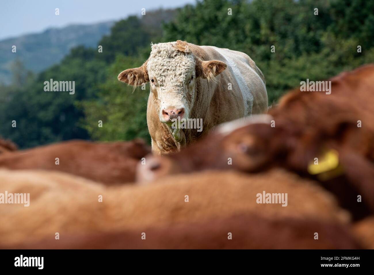 Beef breeding hi-res stock photography and images - Alamy