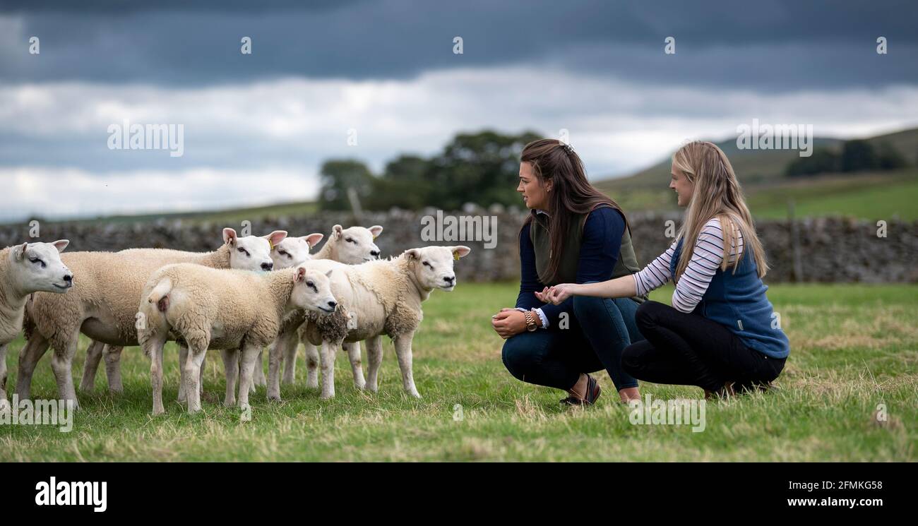 Two women looking at a flock of sheep in North Yorkshire, UK Stock ...