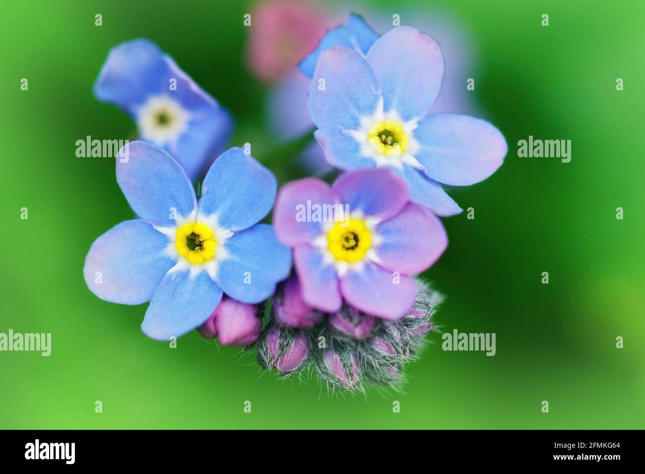 Wood forget me not flowers myosotis sylvatica hi-res stock photography ...