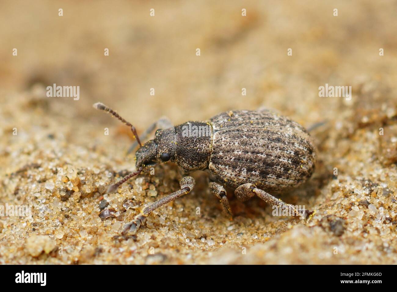 Curculionidae walking hi-res stock photography and images - Alamy
