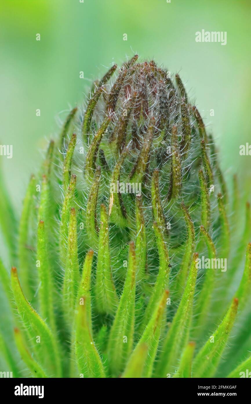 Not yet flowering hi-res stock photography and images - Alamy